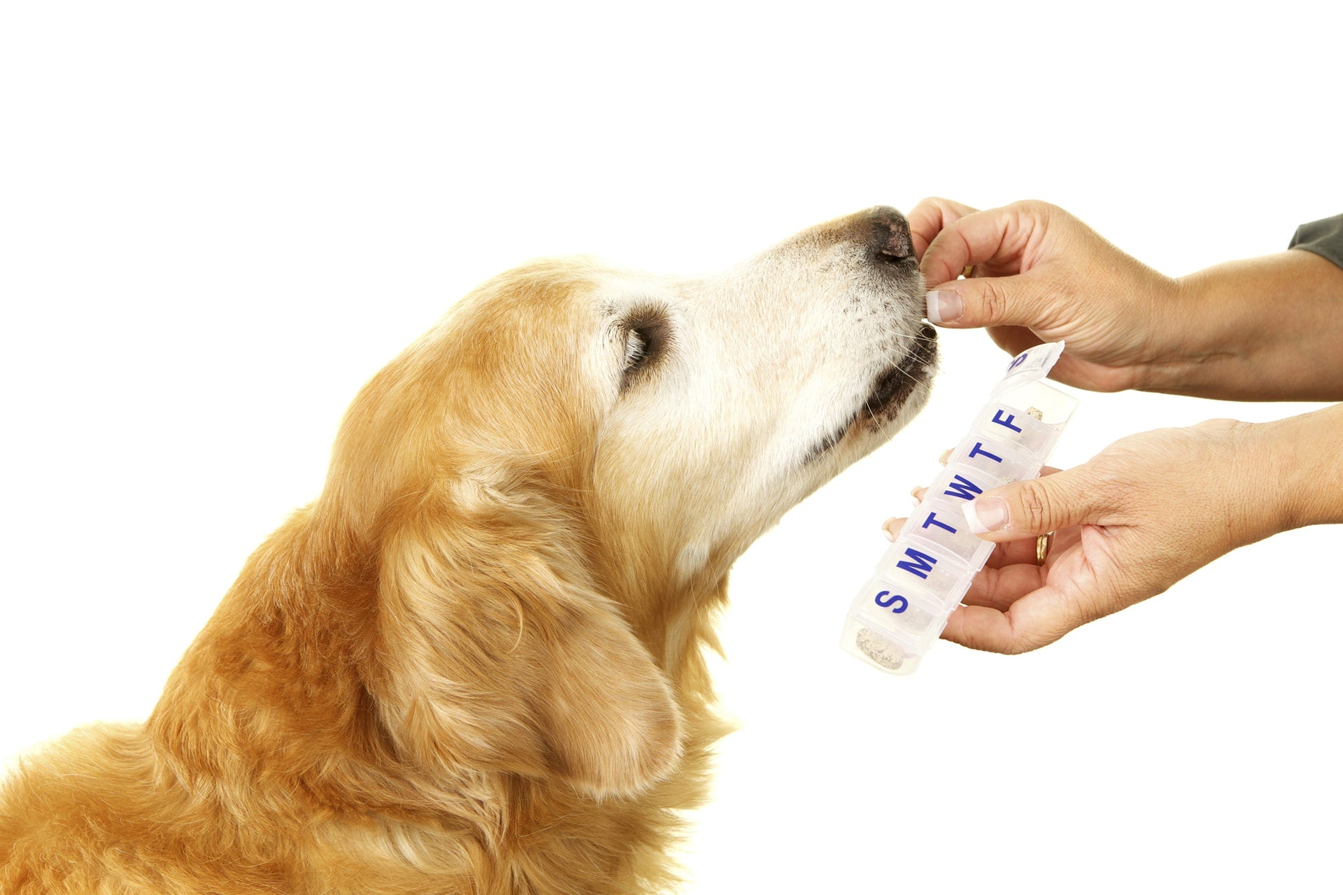 4 Ways To Get Your Dog To Take Their Medicine – Flexpet